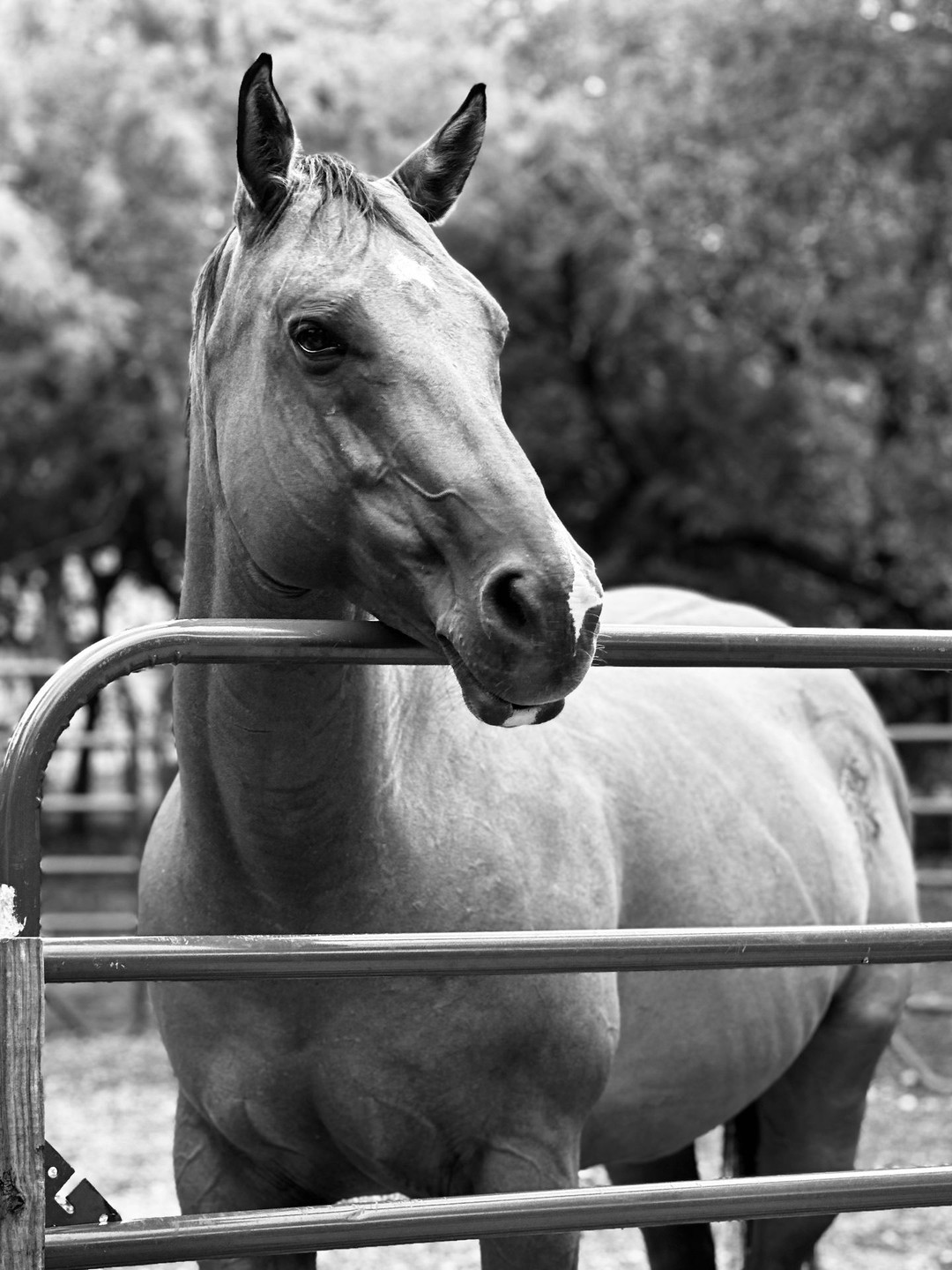 Holistic Healing at Small Acres Ranch, Bexar County, TX